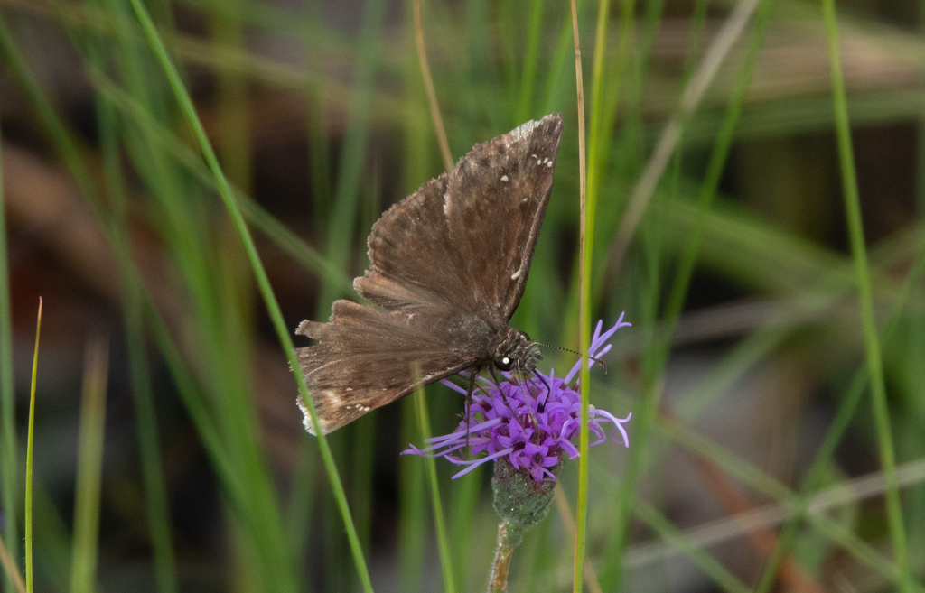 Horace's Duskywing in September 2023 by Steven Daniel · iNaturalist