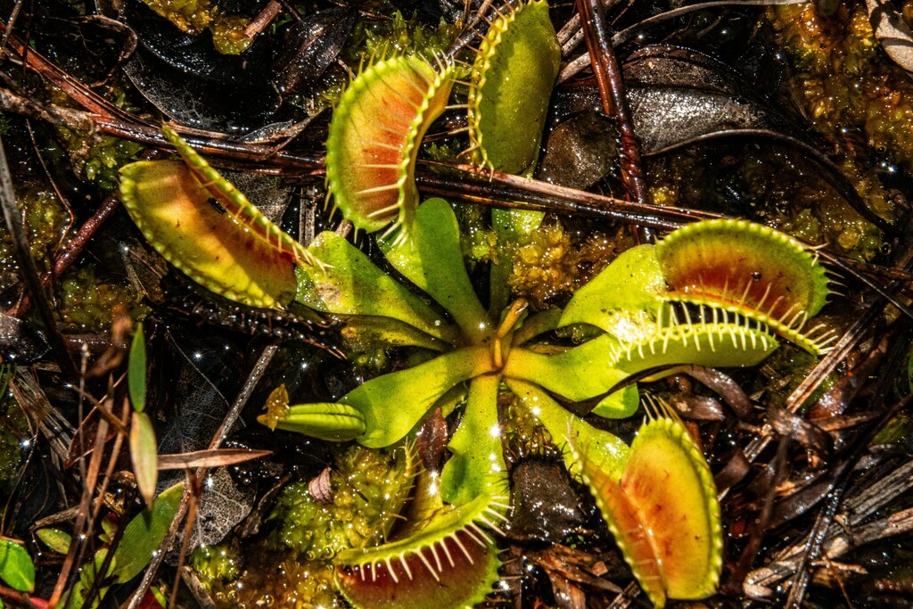 Venus flytrap in September 2023 by Steven Daniel · iNaturalist