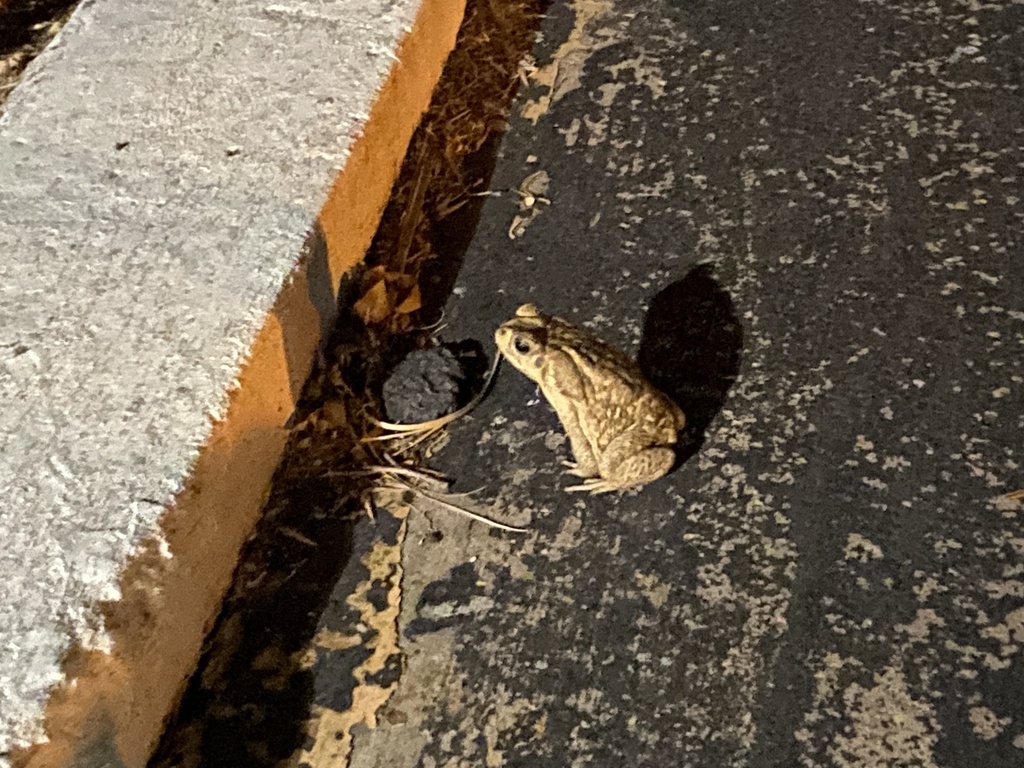 Giant Toad from N Mayberry Rd, Palmhurst, TX, US on October 4, 2023 at ...
