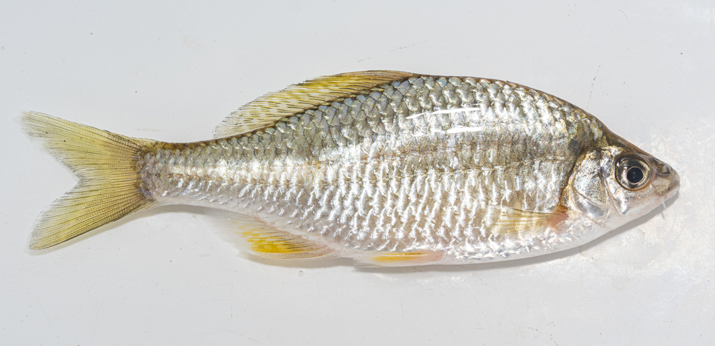 Acheilognathus polylepis from 中国浙江省杭州市建德市 on October 05, 2023 at 05:47 ...