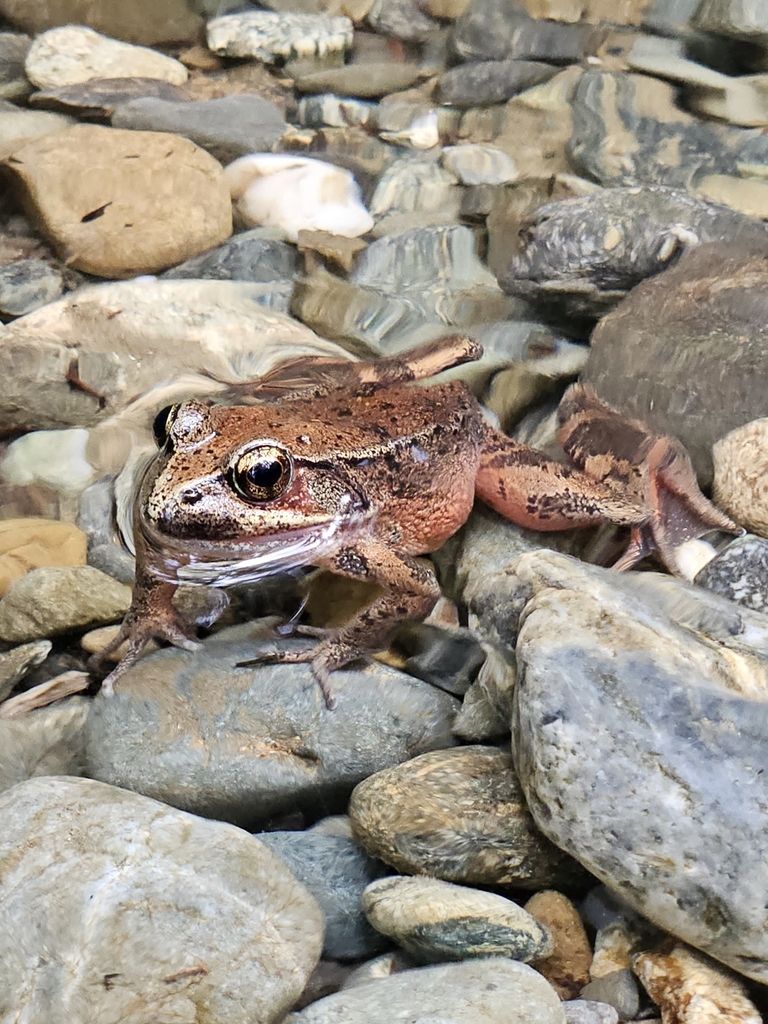 Northern Red-legged Frog in September 2023 by Angela · iNaturalist