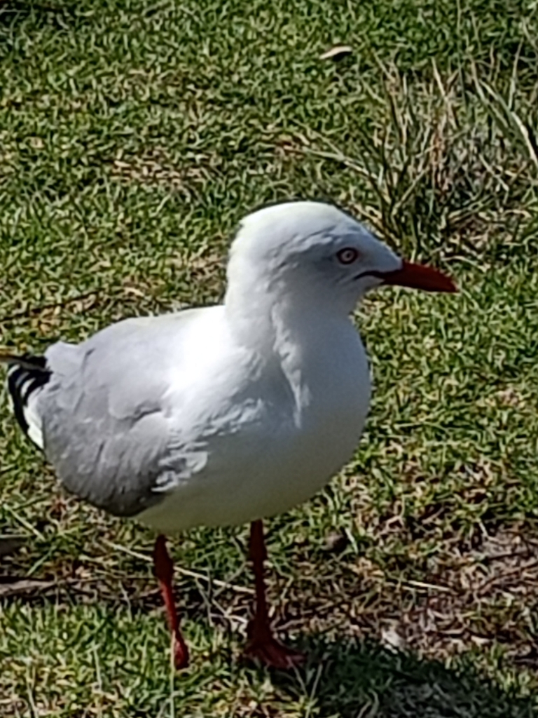 Red-billed Gull on October 5, 2023 at 03:39 PM by sarah mendham ...