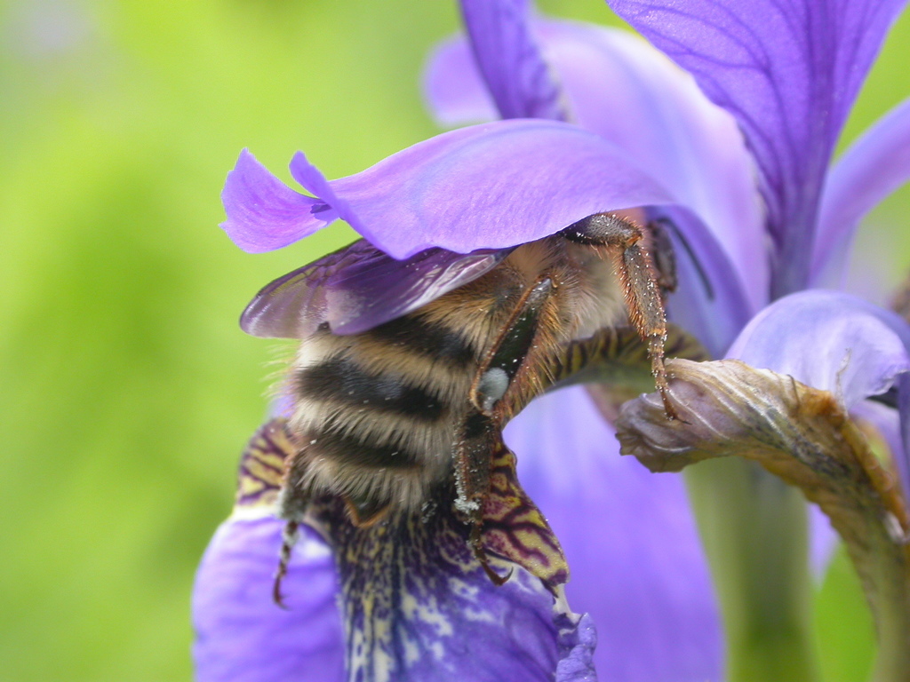 Ussuri Bumble Bee from Baishan, CN-JL, CN on July 6, 2005 at 11:59 AM ...