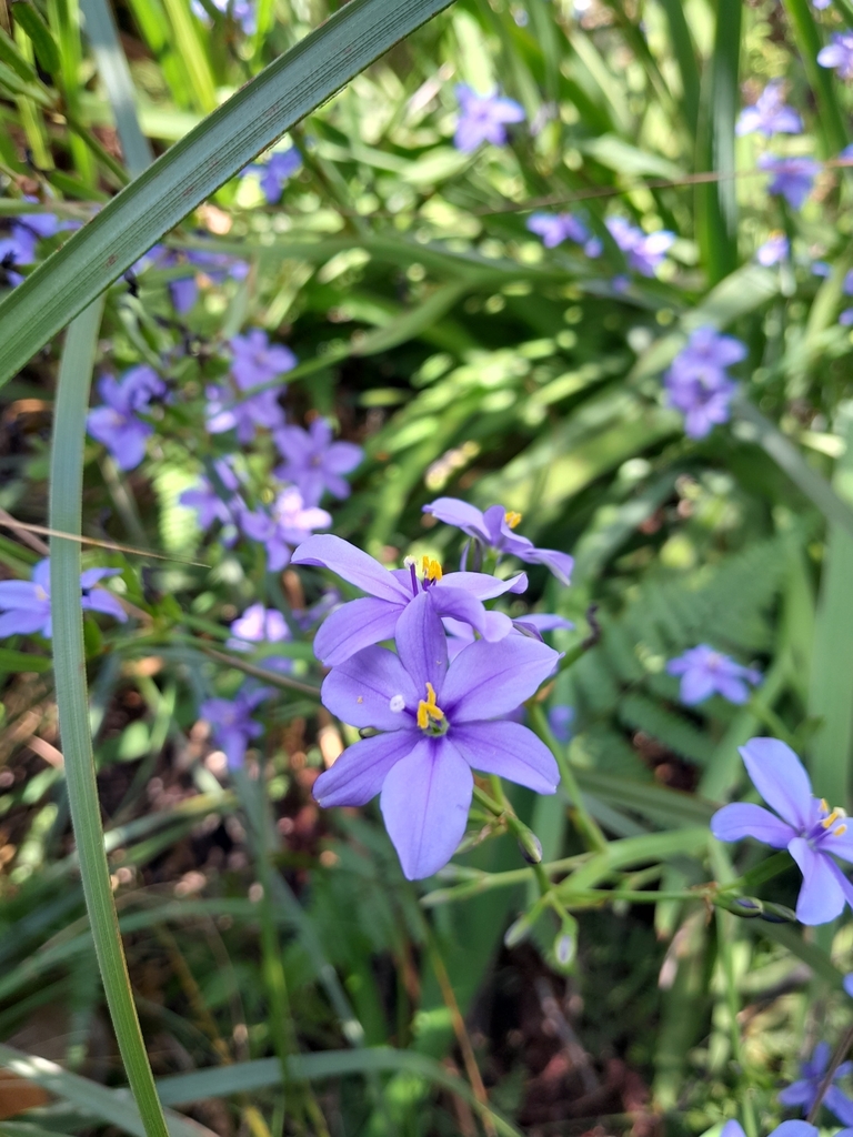 Blue corn-lily from Ulladulla NSW 2539, Australia on October 5, 2023 at ...