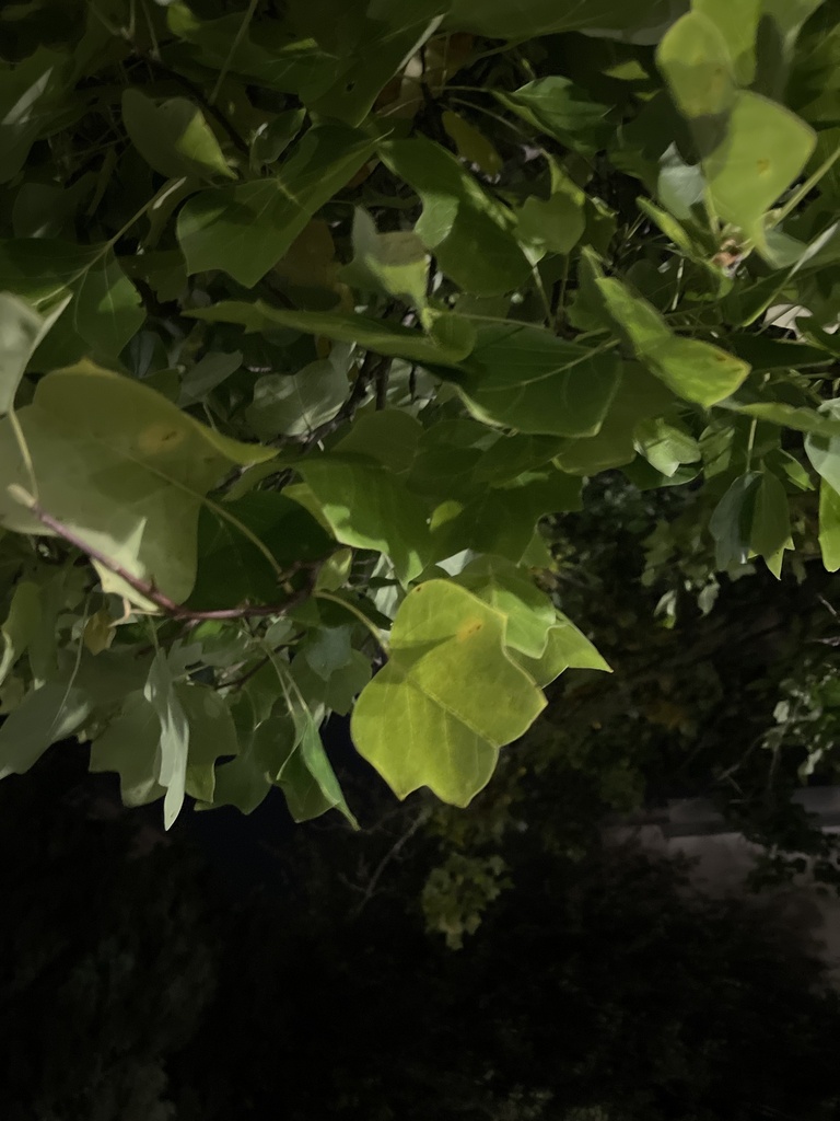 tulip tree from University of Michigan, Ann Arbor, MI, US on October 5 ...