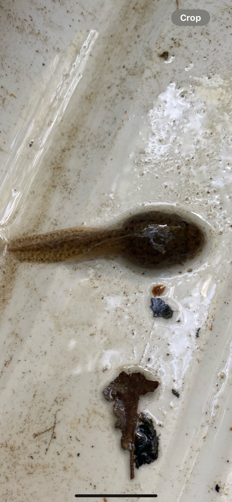 Green Frog from Farmville, VA, US on October 5, 2023 at 12:28 AM by ...