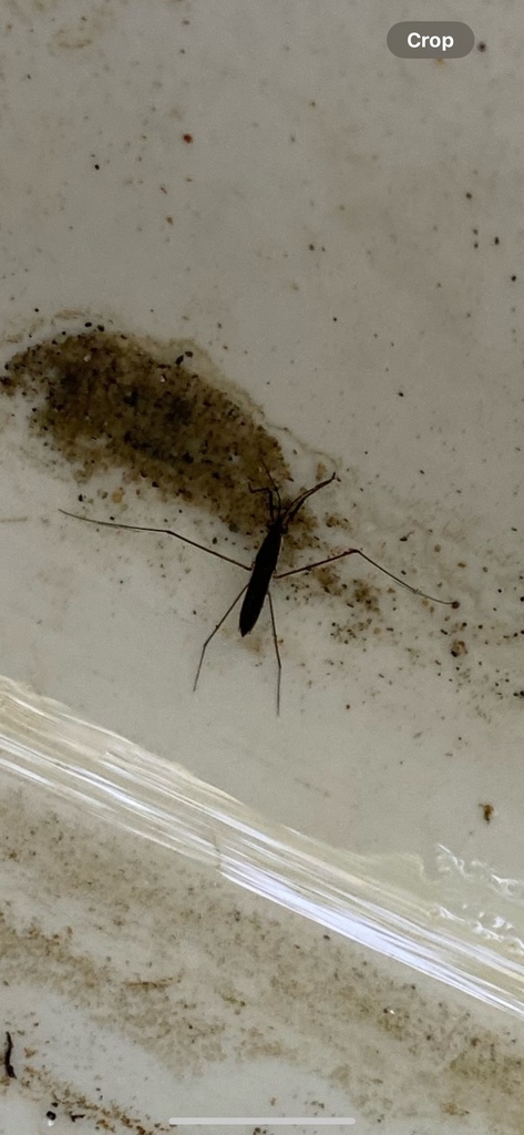 Limnoporus canaliculatus from Farmville, VA, US on October 5, 2023 at ...