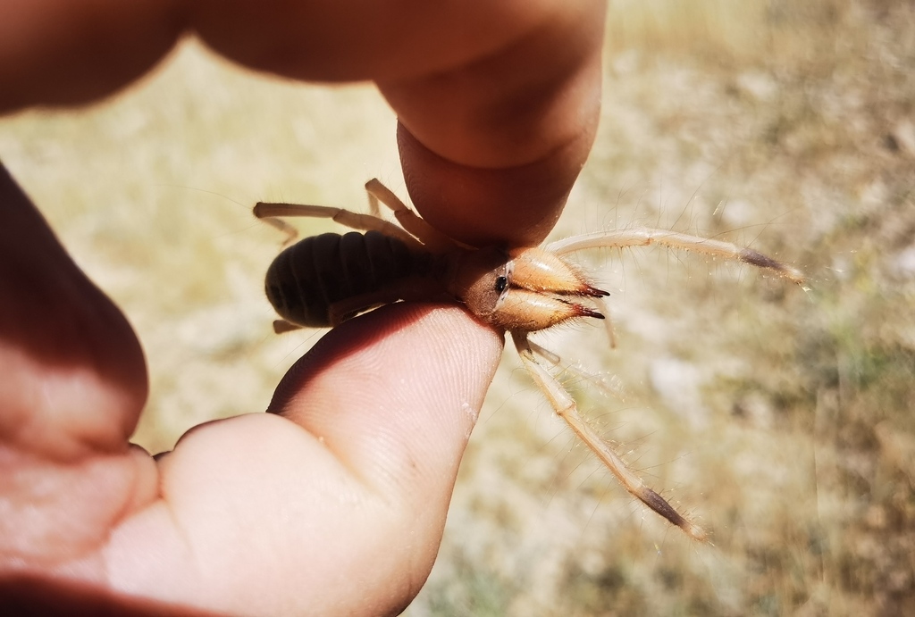 Scorpion-Spiders from Khanaqin, Irak on May 1, 2023 at 09:22 AM by ...