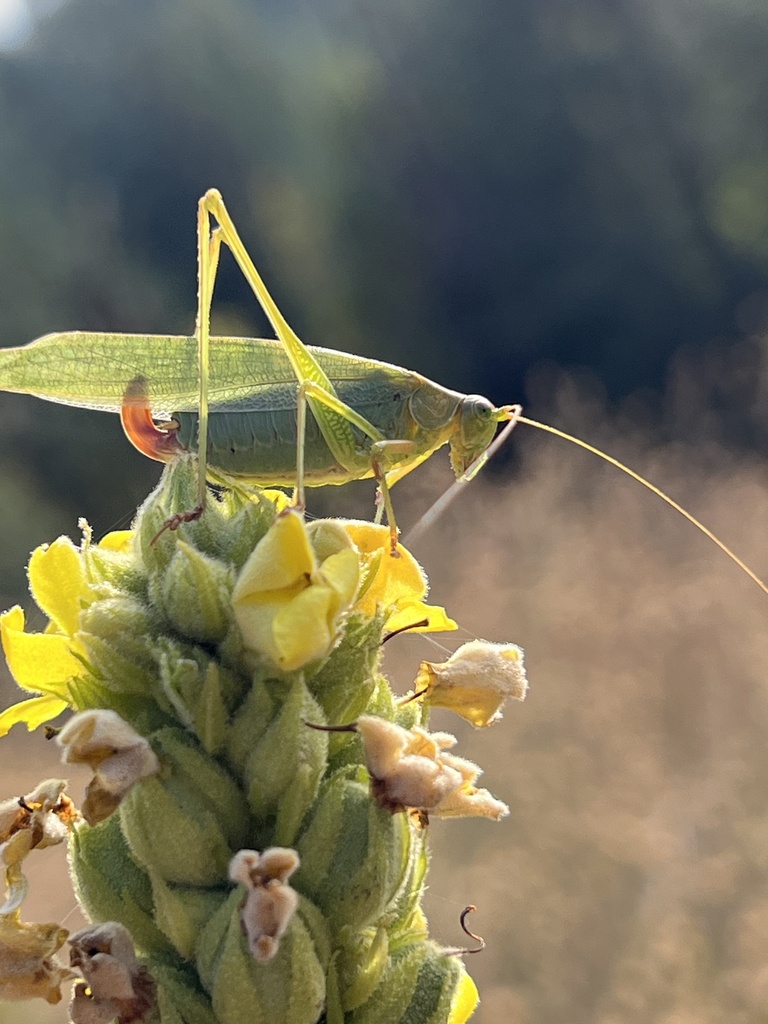 Fork-tailed Bush Katydid from Mica, WA, US on October 4, 2023 at 03:59 ...