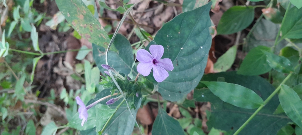Eranthemum from Kiari Kham, Uttarakhand, India on October 3, 2023 at 04 ...