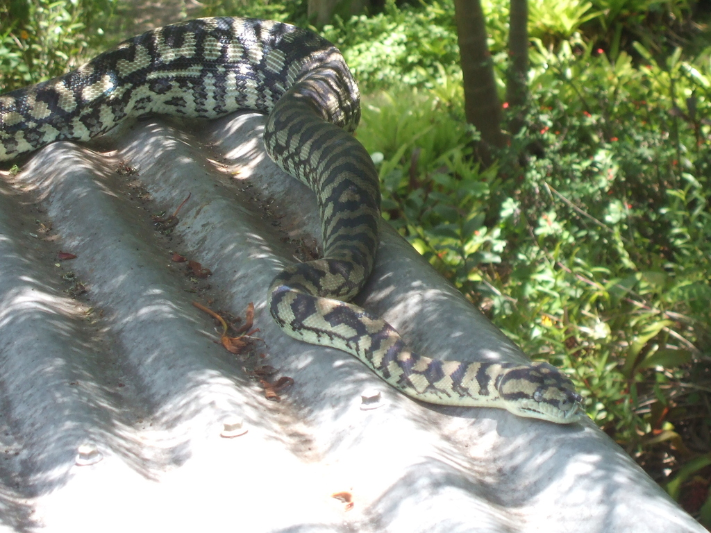 Carpet Python from Watsonville QLD 4887, Australia on February 14, 2014 ...