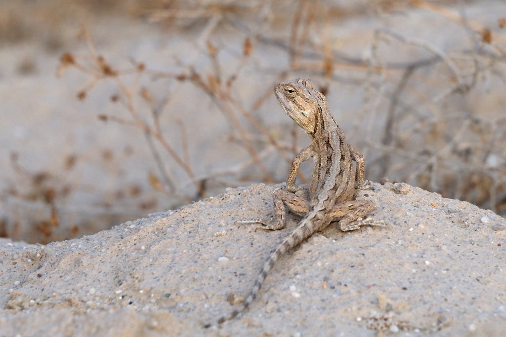 Trapelus persicus fieldii from Abu Halifa, Kuvajt on September 25, 2023 ...