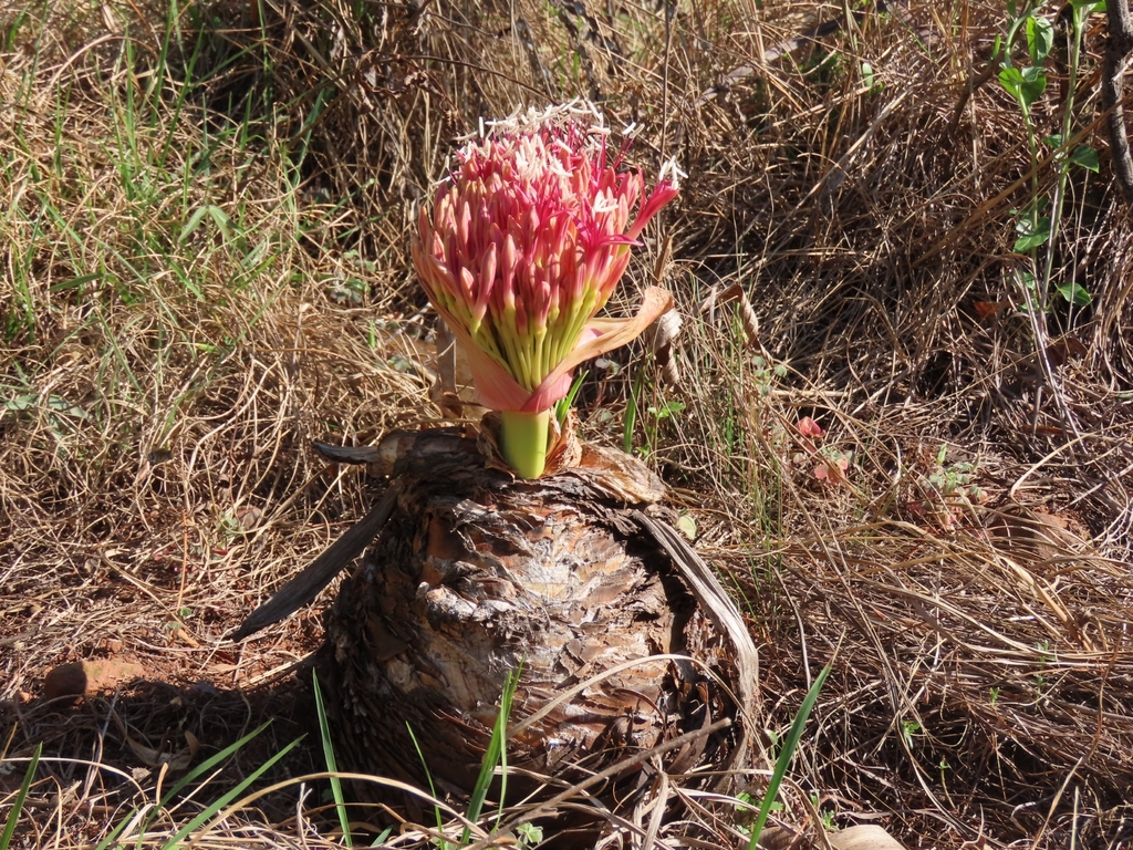 Poison-bulb from Suite 8 Pretoria East Private Hospital, Cnr ...