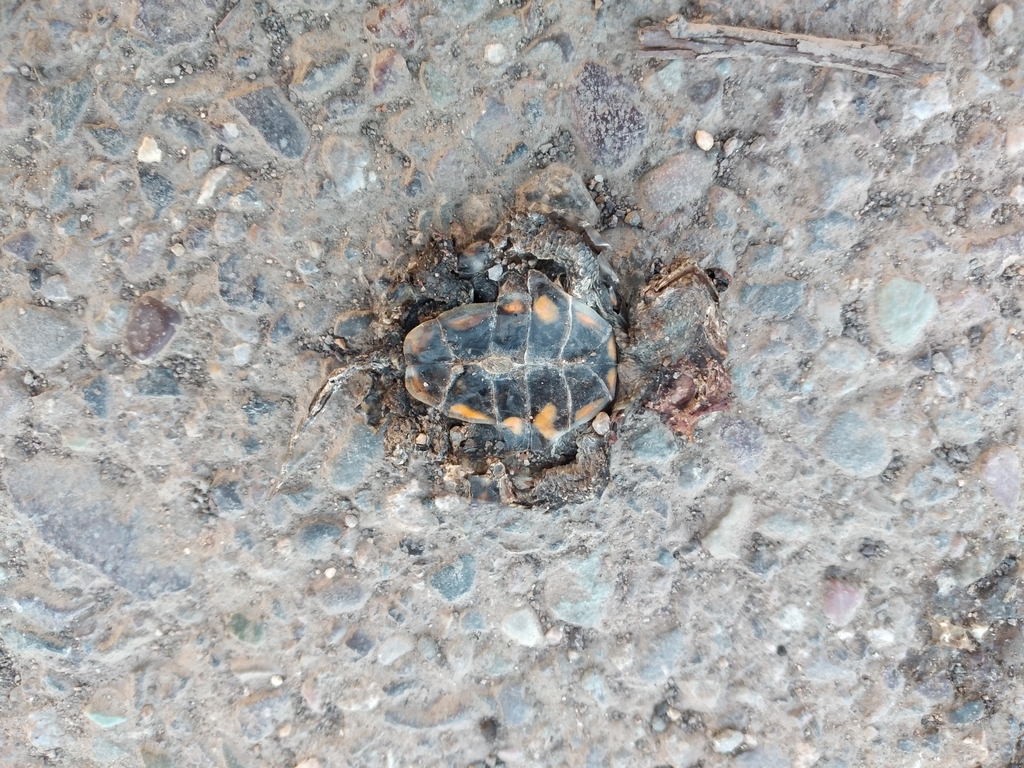 Eastern Pond Turtle in September 2023 by Parham Azerakhsh · iNaturalist