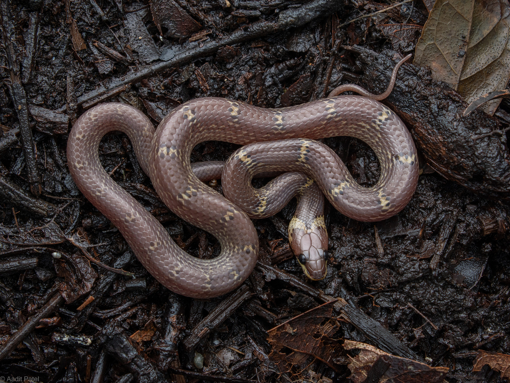 Indian Wolf Snake from Valsad, Gujarat, India on September 26, 2023 at ...