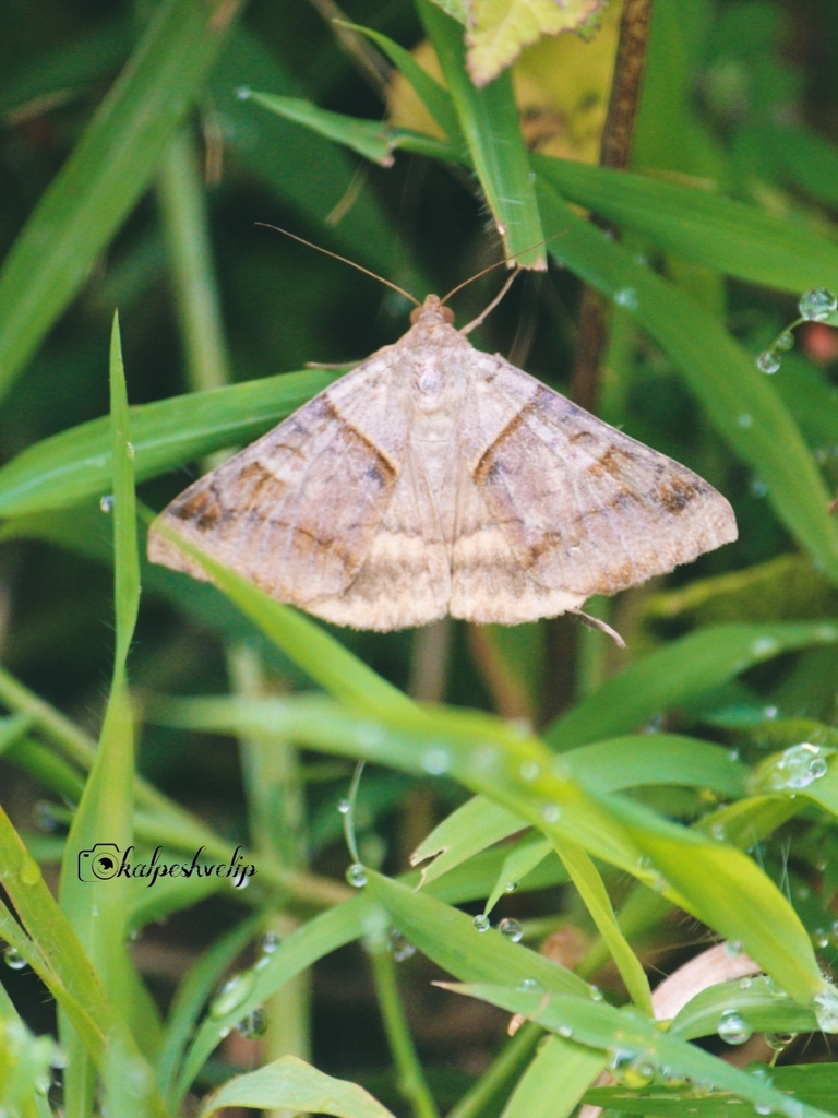 Brown-striped Semilooper from Maina, Goa 403703, India on October 5 ...