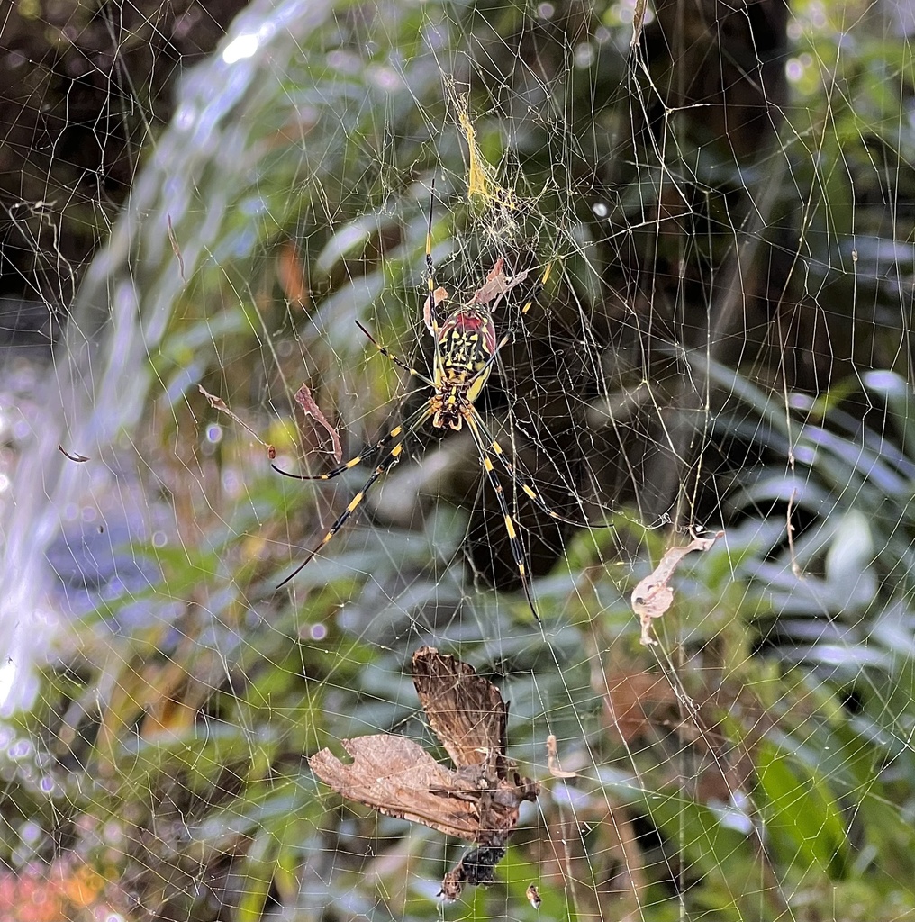 Joro Spider from Odo House, Gero, Gifu, JP on October 5, 2023 at 02:09 ...