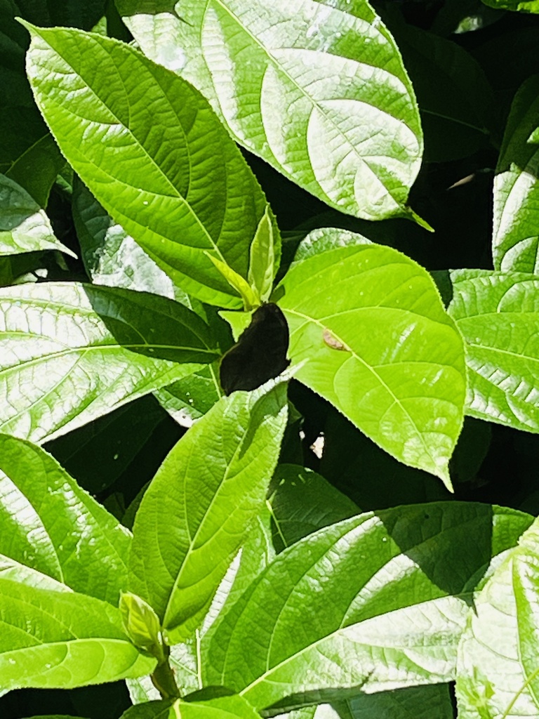 plants from Taliparamba, Kannur, KL, IN on October 5, 2023 at 12:59 PM ...