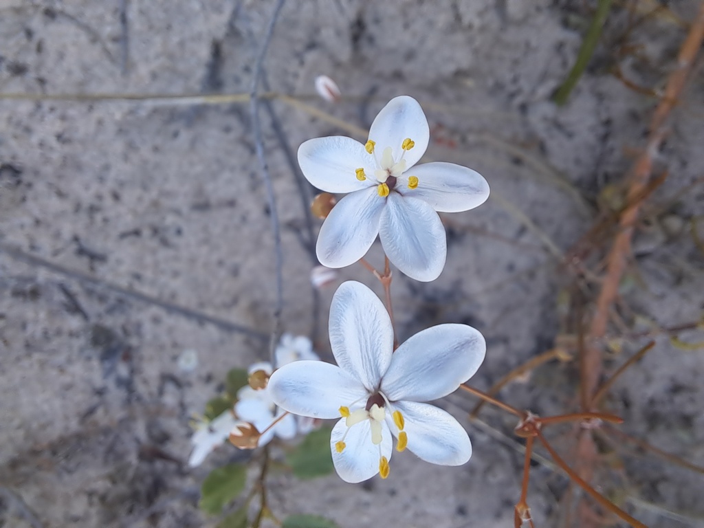 Drought Spookasem from West Coast District Municipality, South Africa ...