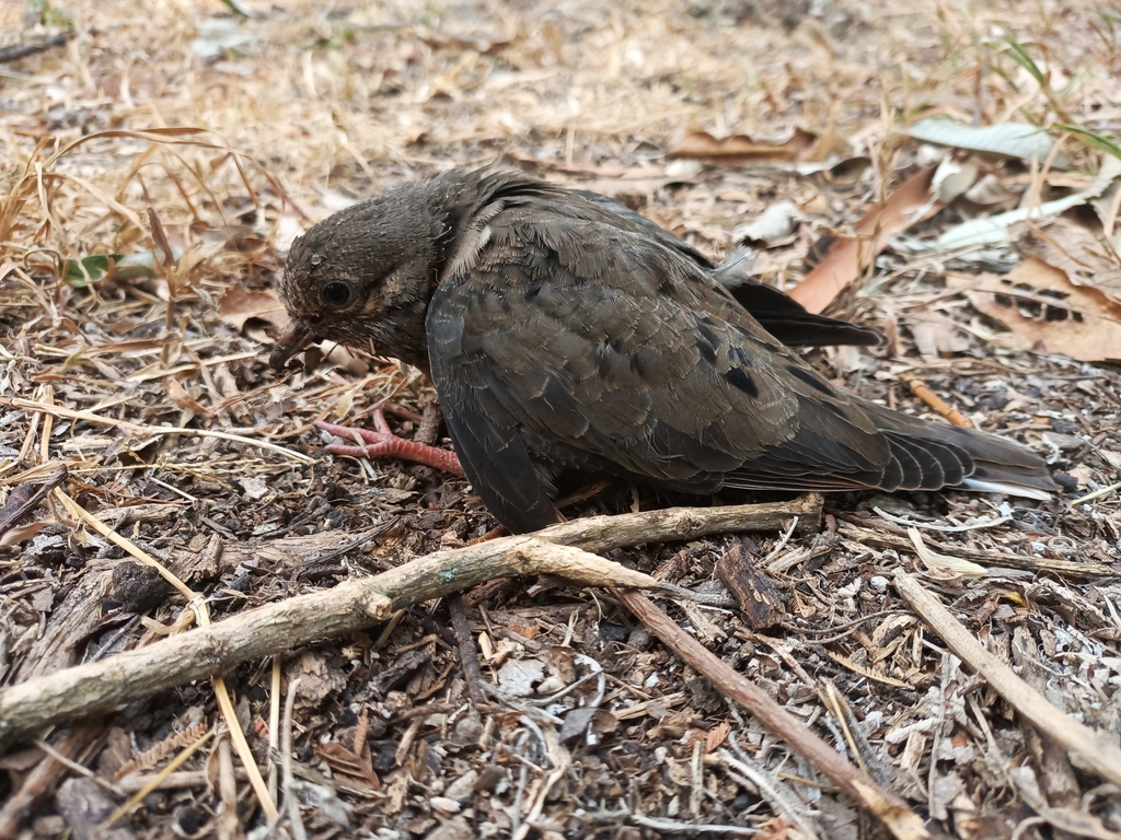 Eared Dove from Malchingui, Ecuador on October 5, 2023 at 08:22 AM by ...
