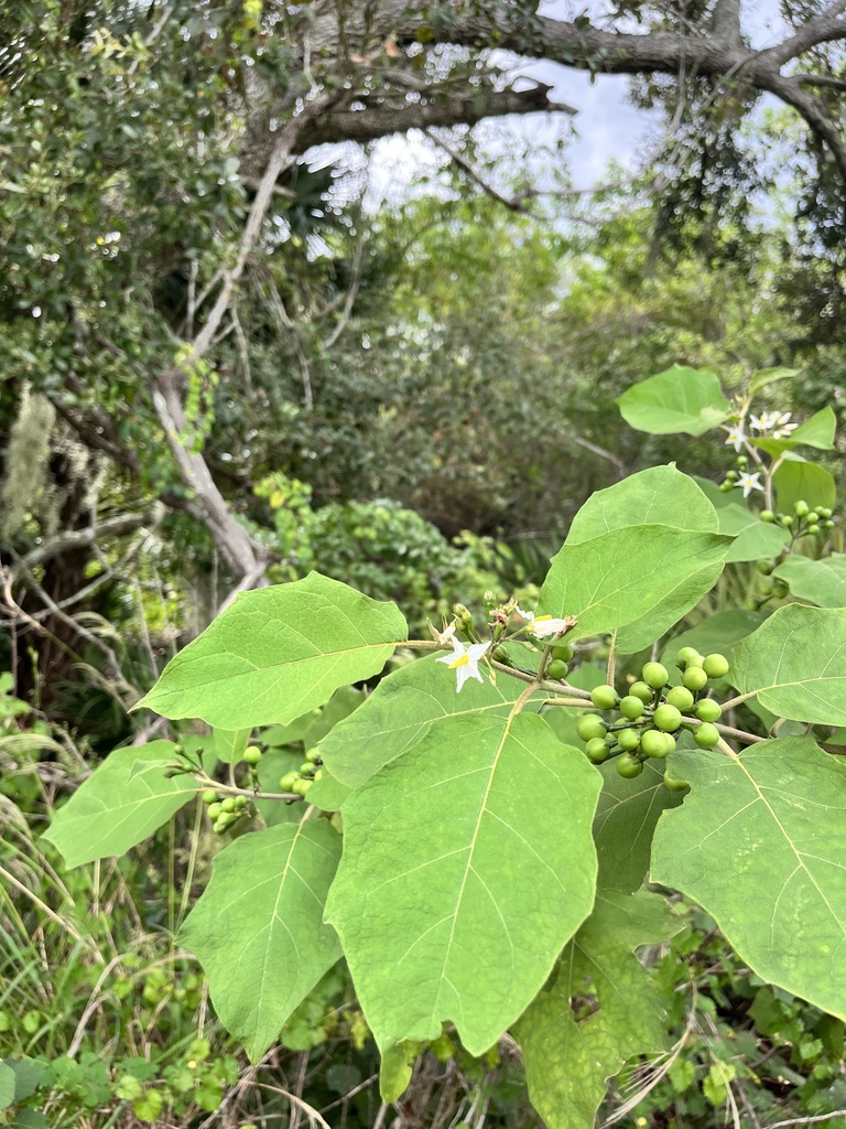 Turkey Berry from CR-835, Clewiston, FL, US on October 4, 2023 at 02:38 ...