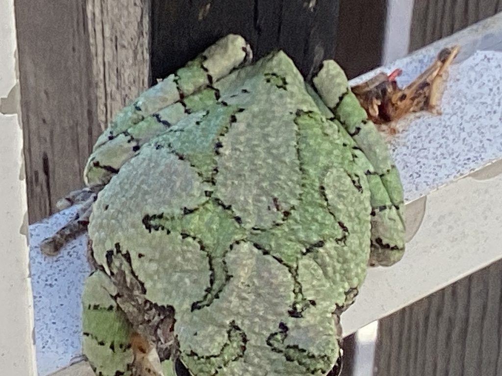 Gray Treefrog from New Albany, OH, US on October 4, 2023 at 09:53 AM by ...