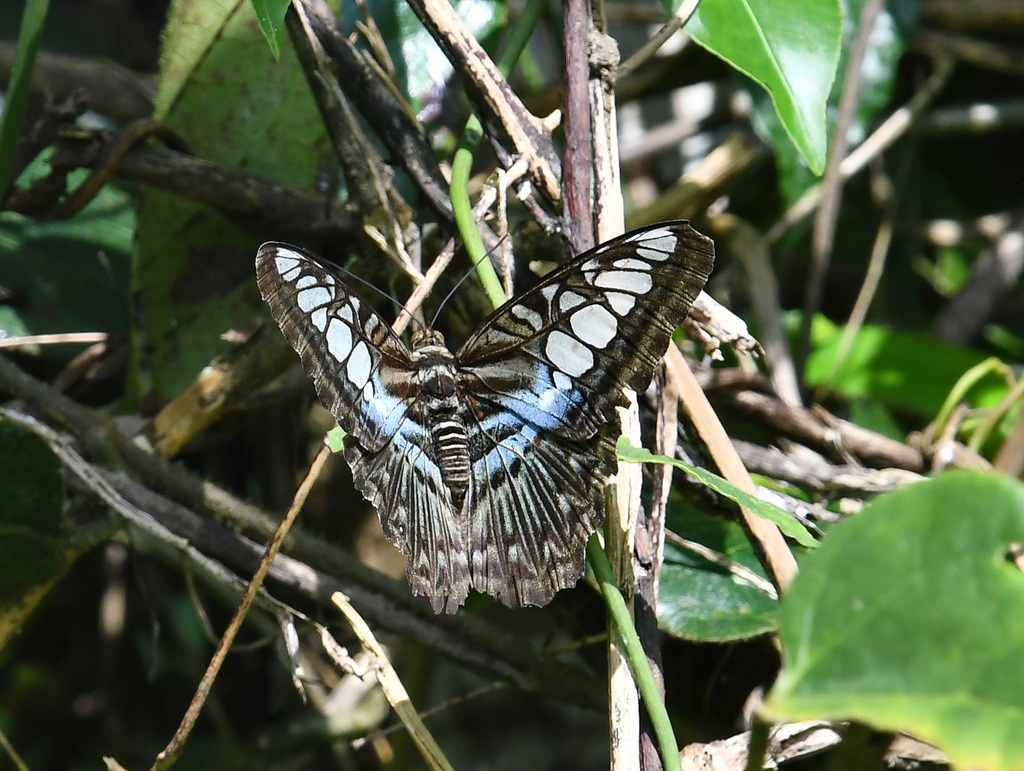 Clipper from Na Hin Lat, Pak Phli District, Nakhon Nayok, Thailand on ...
