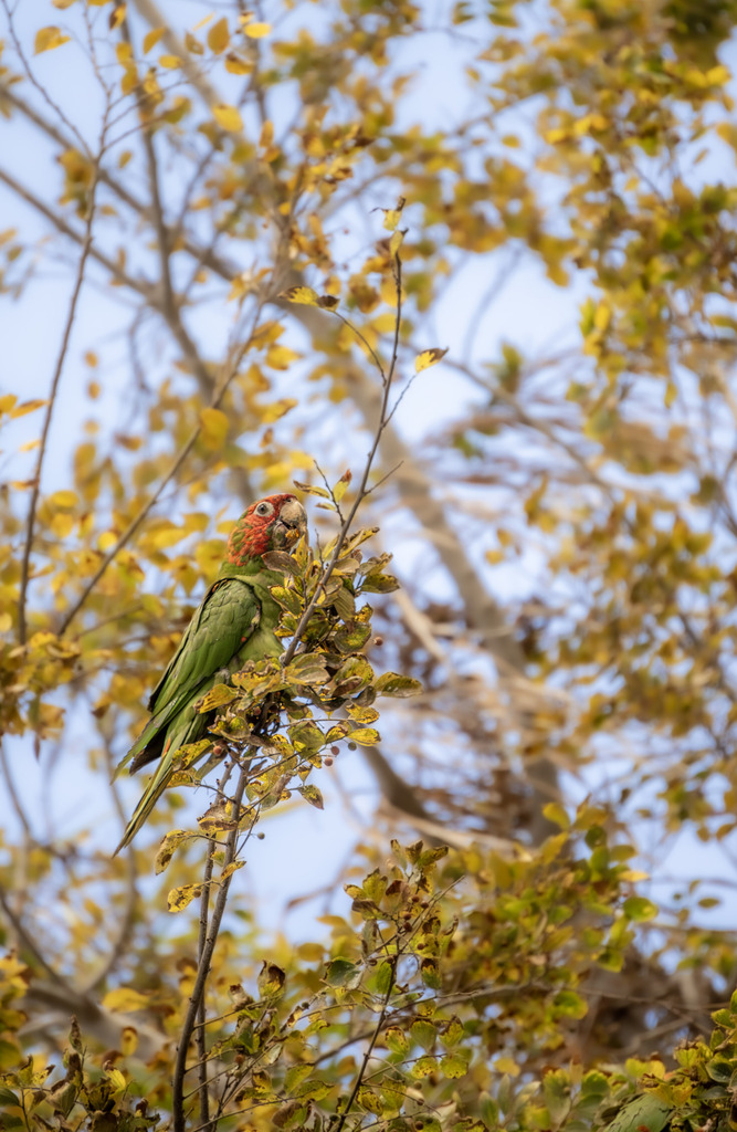 Mitred Parakeet from Los Angeles, CA 90007, USA on September 30, 2023 ...