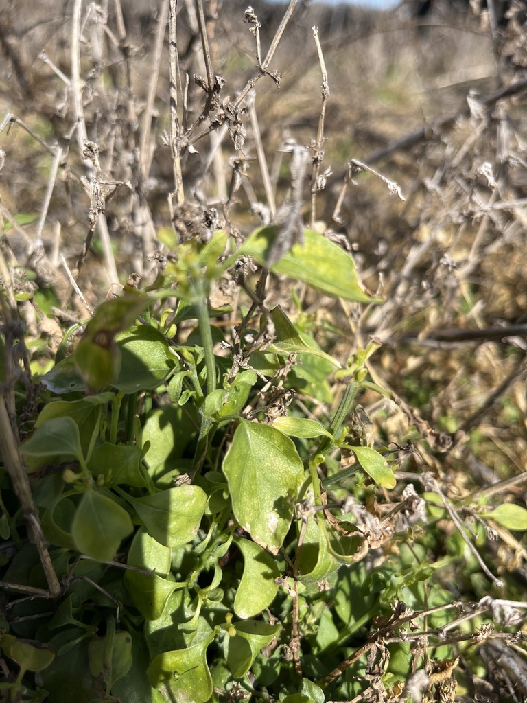 creeping groundsel from Entre Ríos, AR on September 9, 2023 at 03:19 PM ...