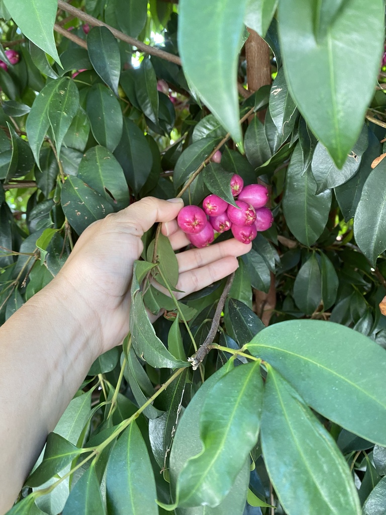 flowering plants from Barcelos, PT-BR, PT on October 5, 2023 at 02:01 ...