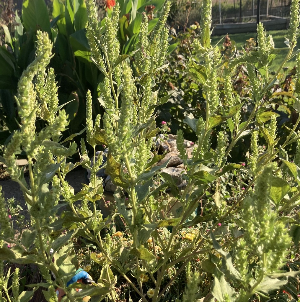 Sumpweed from McCormick Rd, Oak Point, TX, US on October 3, 2023 at 05: ...