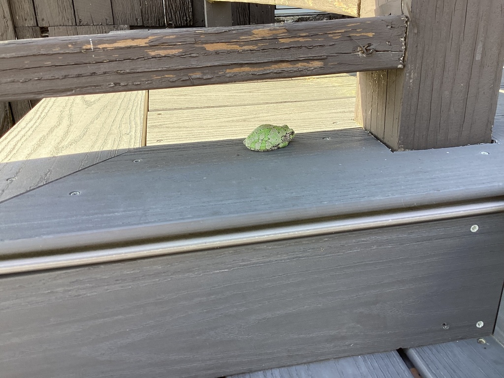 Gray Treefrog from New Albany, OH, US on October 4, 2023 at 02:28 PM by ...