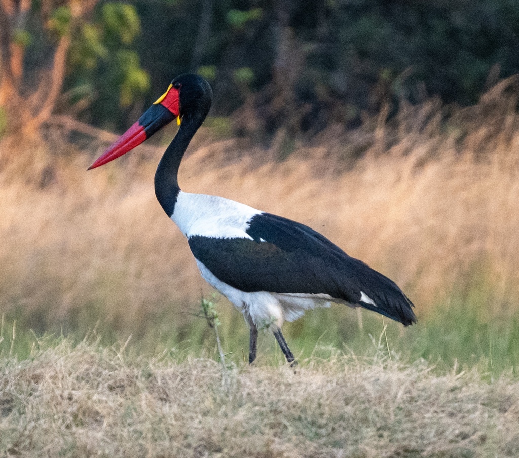 Saddle-billed Stork from Ngamiland North, Botswana on August 16, 2023 ...