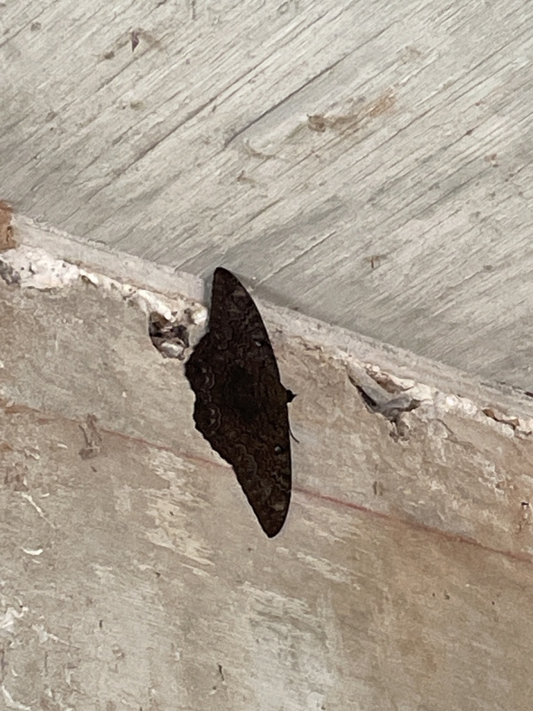 Butterflies and Moths from Puerto Rico, San Germán, Puerto Rico, US on ...