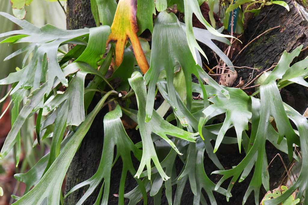 Elkhorn fern from Woodside, 50 Mount Parker Rd, Hong Kong on September ...