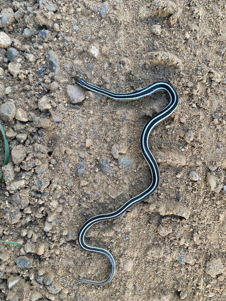Garter Snakes from Middleville, MI, US on October 4, 2023 at 08:14 AM ...