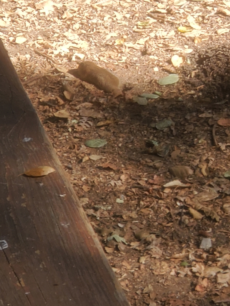 Botta's Pocket Gopher from Portola Valley, CA 94028, USA on October 5 ...