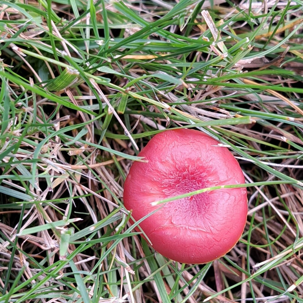 shadowed waxcap from Kitsap County, WA, USA on October 04, 2023 at 12: ...