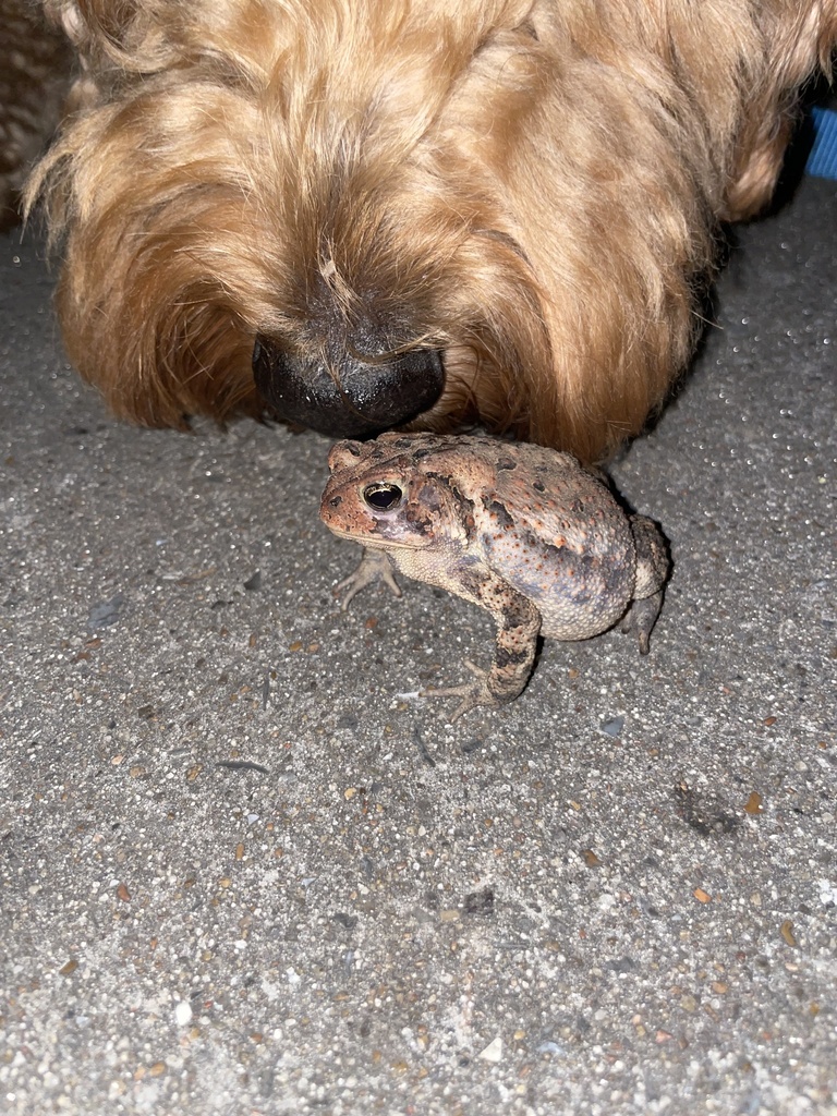 Dwarf American Toad from Frisco Trail, Fayetteville, AR, US on October ...