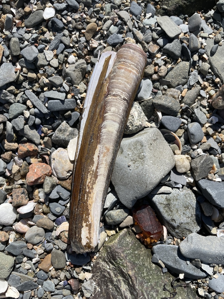 Atlantic Jackknife from Boston Harbor, Boston, MA, US on October 5 ...