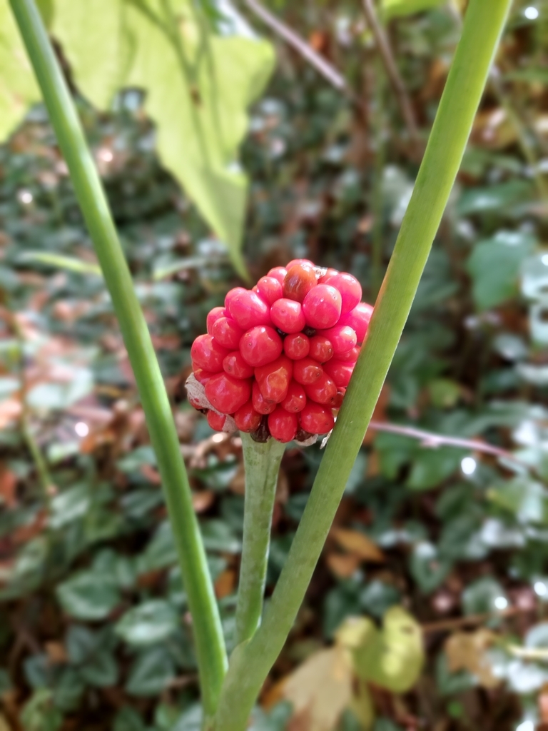 jack-in-the-pulpits and cobra lilies from Newland, NC 28657, USA on ...