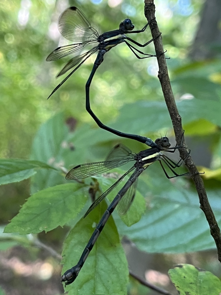 Great Spreadwing from Sincock Ln, Newark, DE, US on October 5, 2023 at ...
