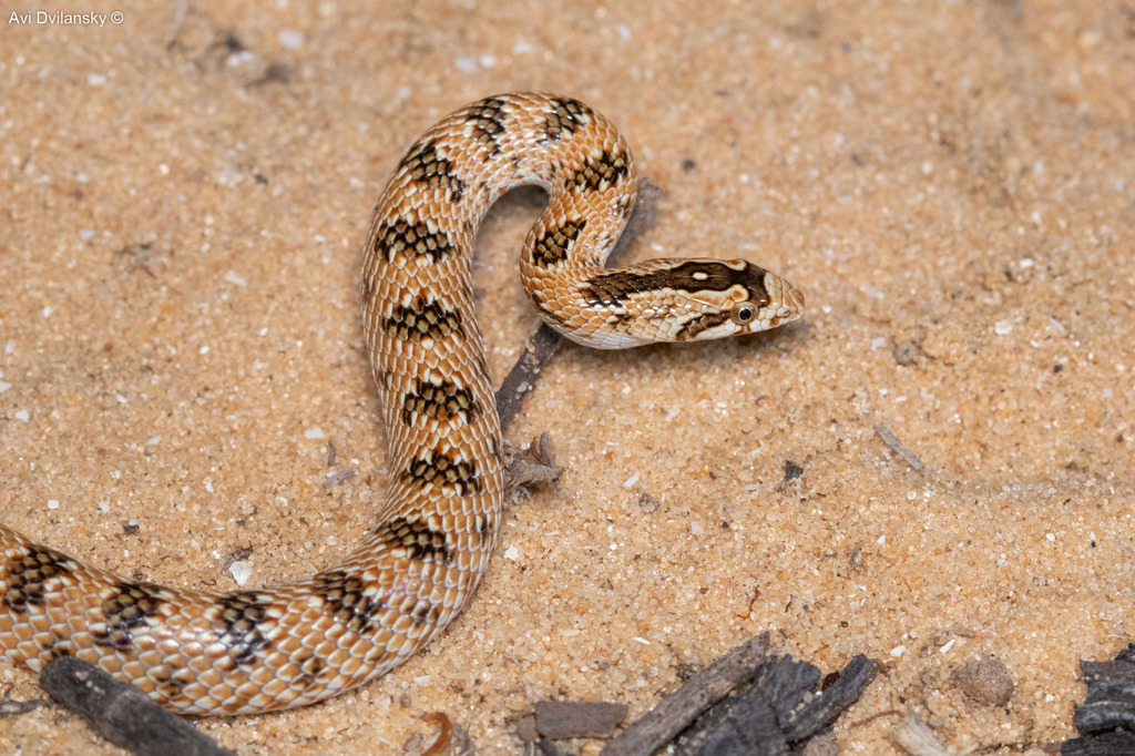 Awl-headed Snake from Ashdod, Israel on October 4, 2023 at 10:43 PM by ...