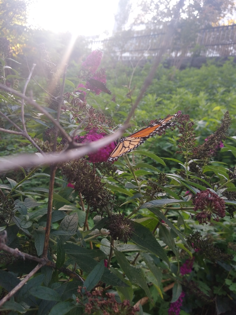 Monarch from New York, NY 10027, USA on October 5, 2023 at 04:28 PM by ...