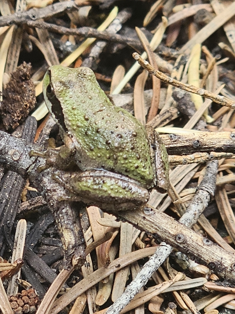 Sierran Tree Frog from Butte Meadows, CA 95942, USA on October 3, 2023 ...