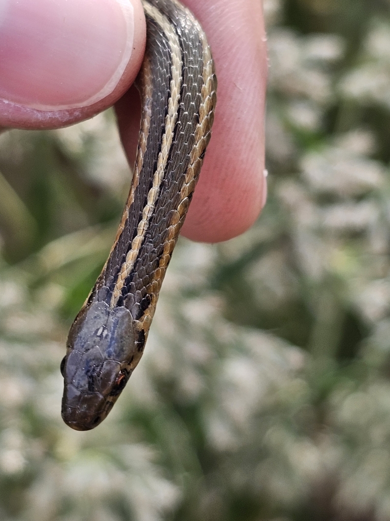 Short-headed Garter Snake in October 2023 by Ripley Kindervater ...