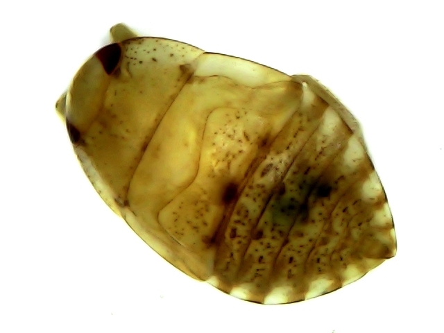 Alligator Fleas from Guadalupe County, TX, USA on October 1, 2013 by ...