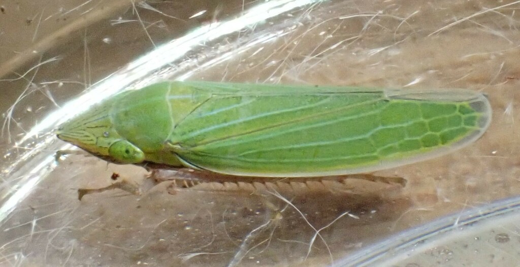 Tenderfoot Leafhopper from Essex County, ON, Canada on October 5, 2023 ...