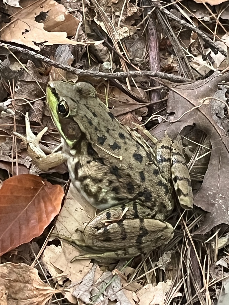 Green Frog from Bristol Blake State Reservation, Norfolk, MA, US on ...