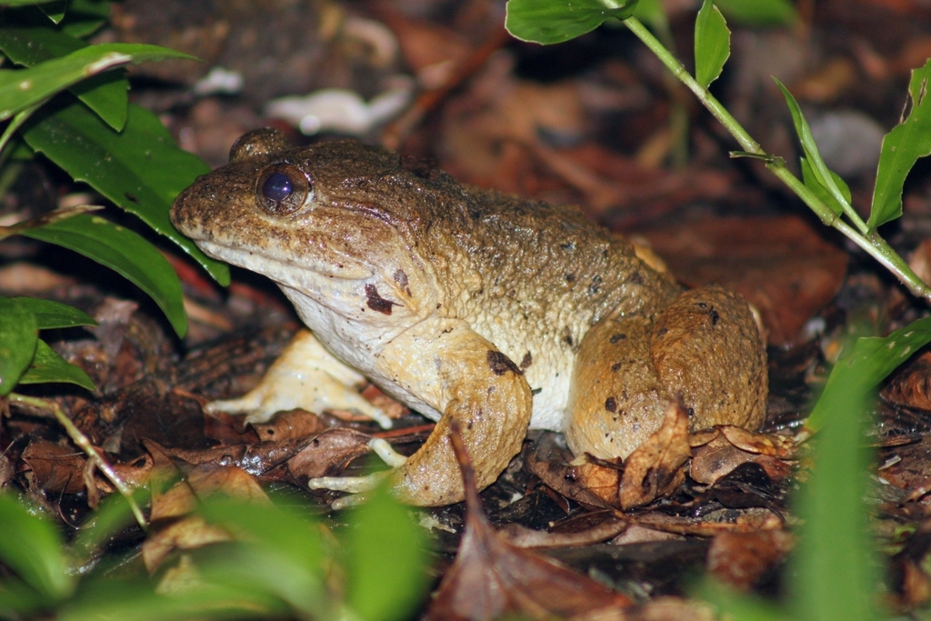 Namie's frog in October 2023 by dobbby · iNaturalist